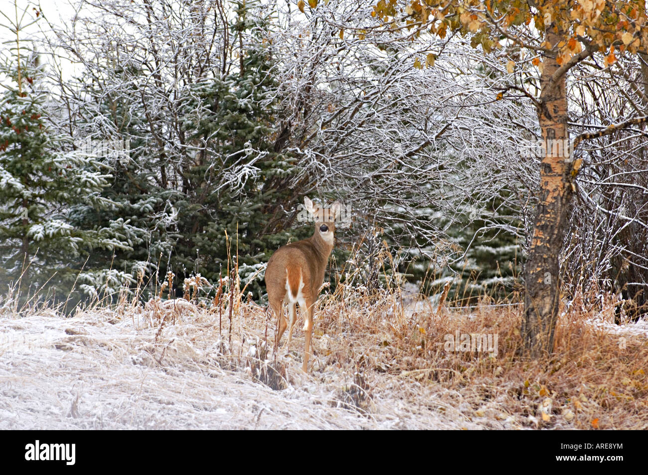 Doe deer looking back hi-res stock photography and images - Alamy