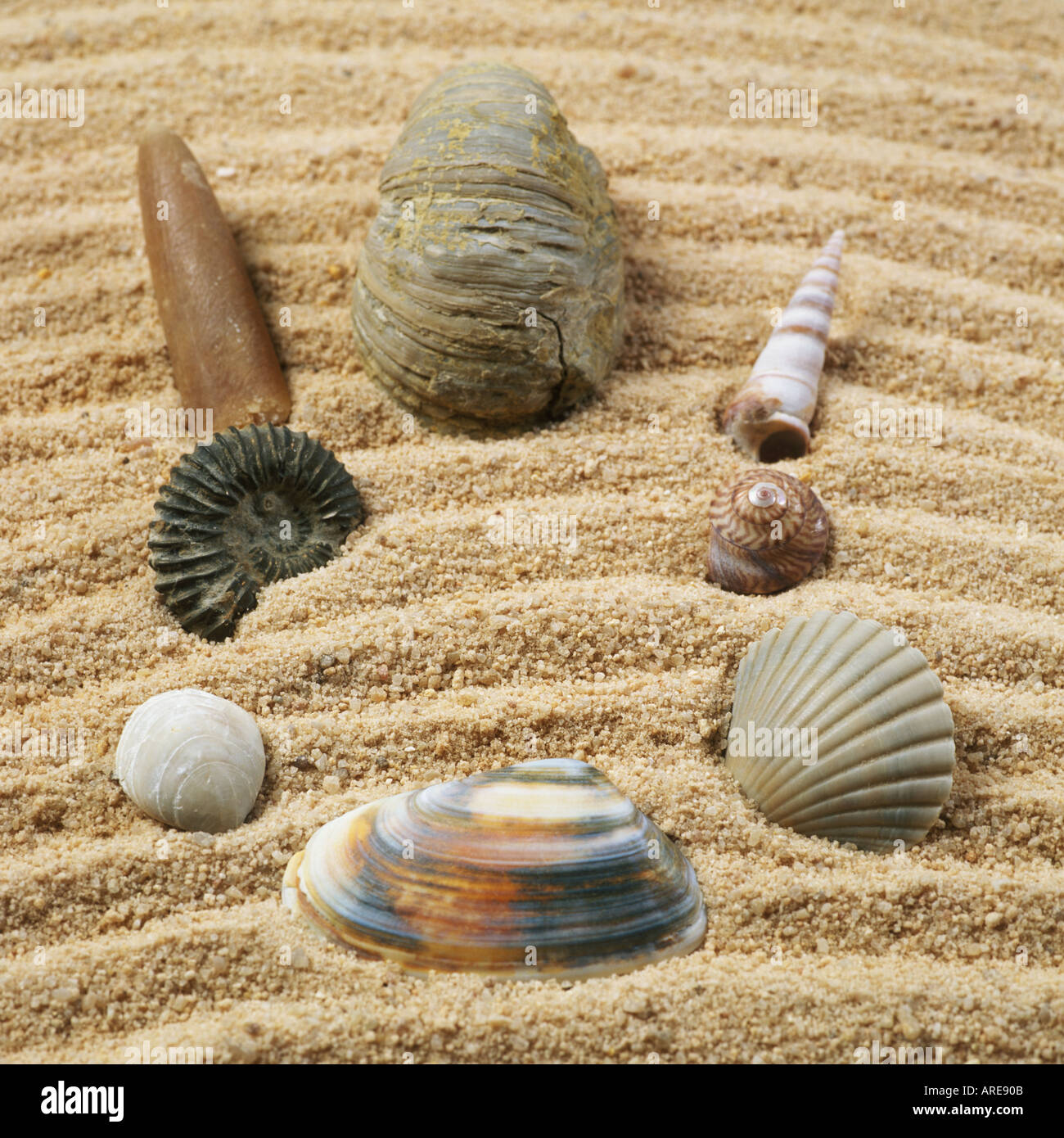 Clam fossils hi-res stock photography and images - Alamy