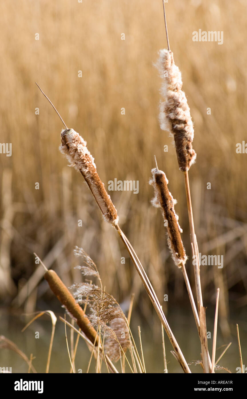 Reeds growing in reedbeds at Stodmarsh National Nature Reserve Kent ...