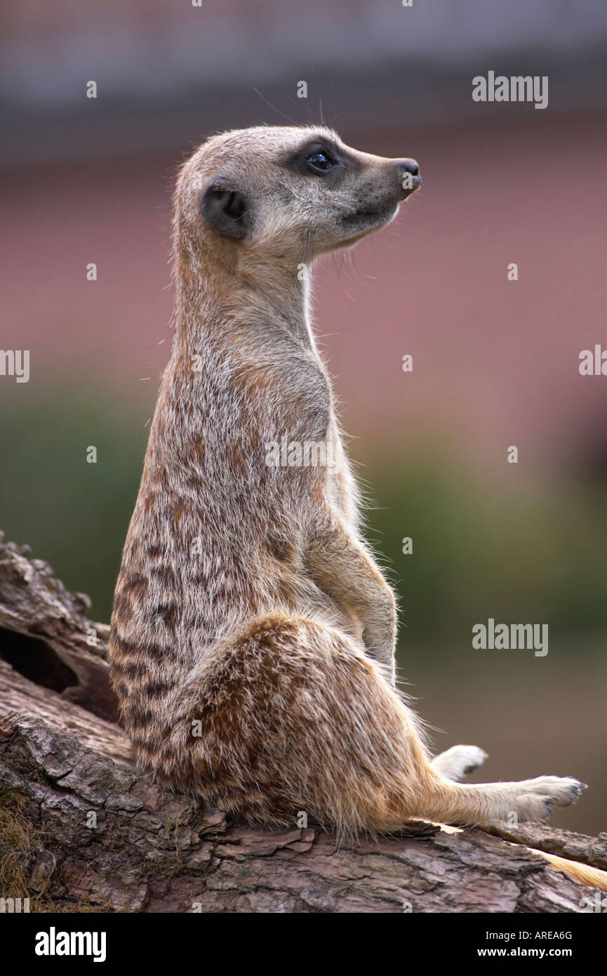 Meerkat sentry burrow hi-res stock photography and images - Alamy