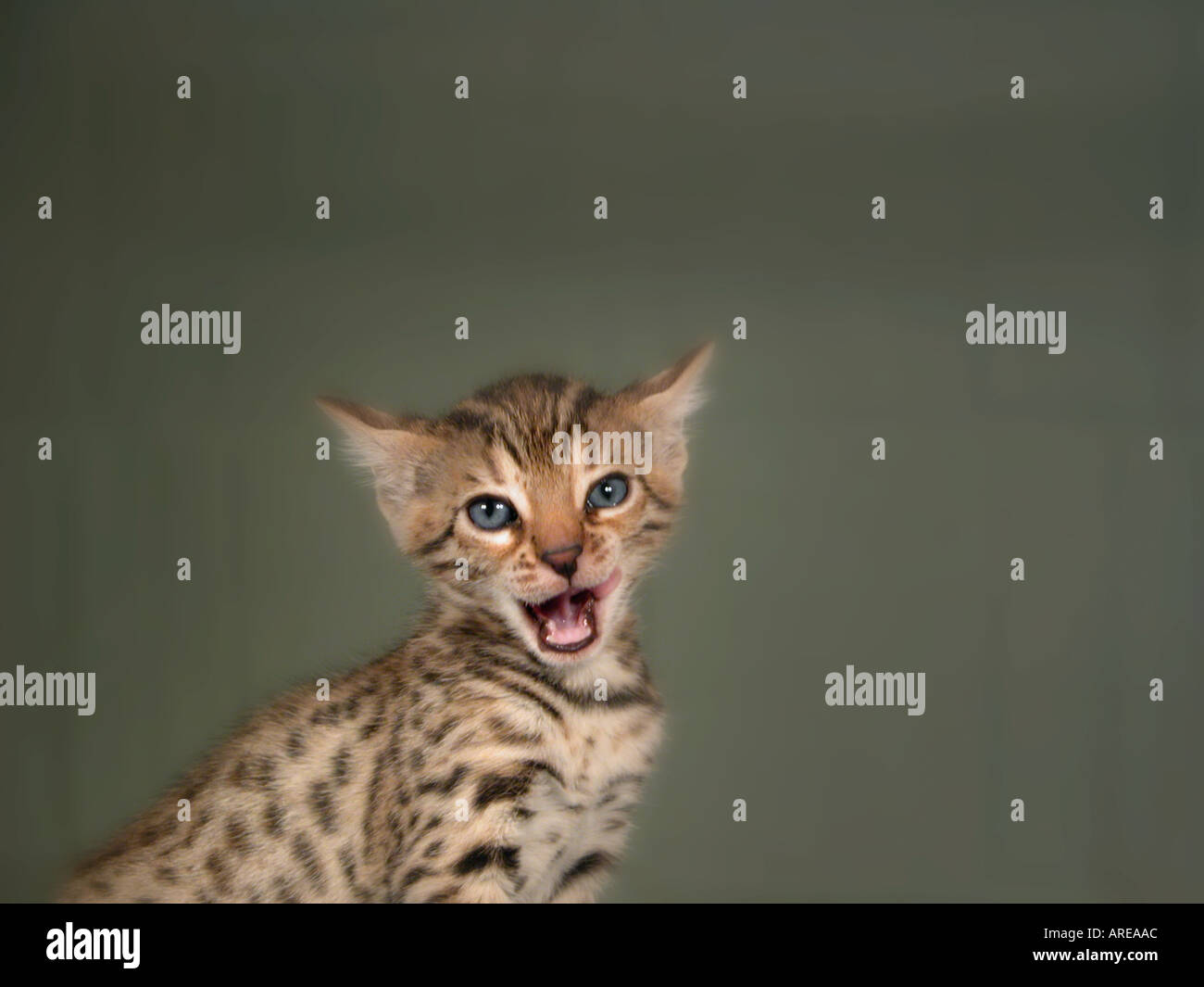 Crossbreeding hi-res stock photography and images - Alamy