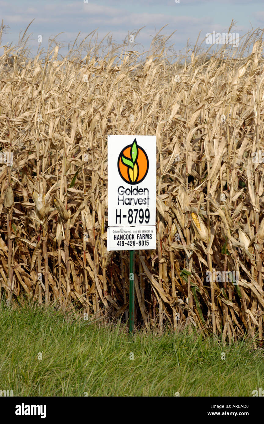 Corn Seed Sign in Field with brand name on it in Alabama USA by Golden ...