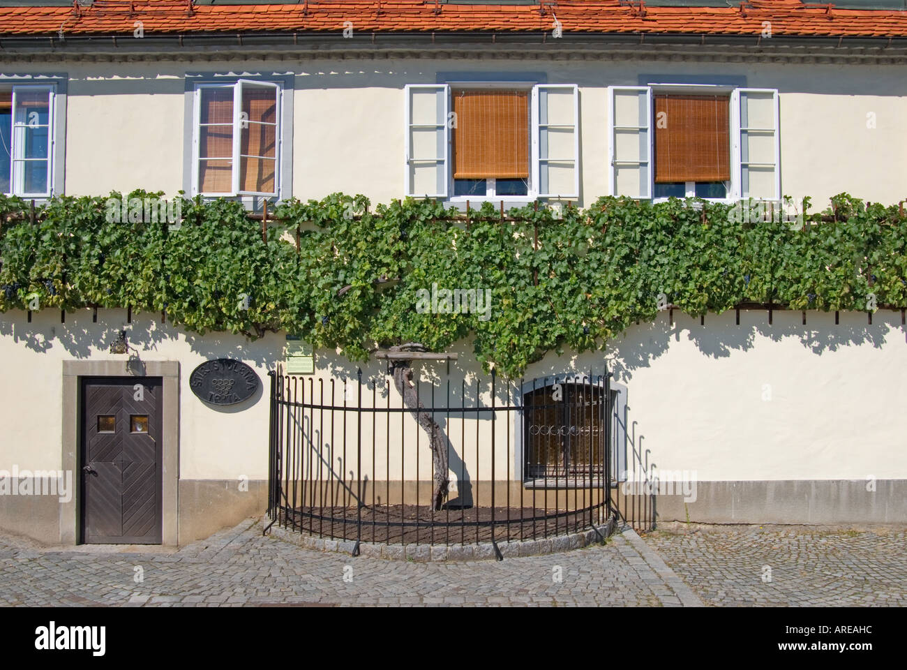 Maribor, Stajerska, Slovenia.Stara Trta, the Oldest grape vine in the ...