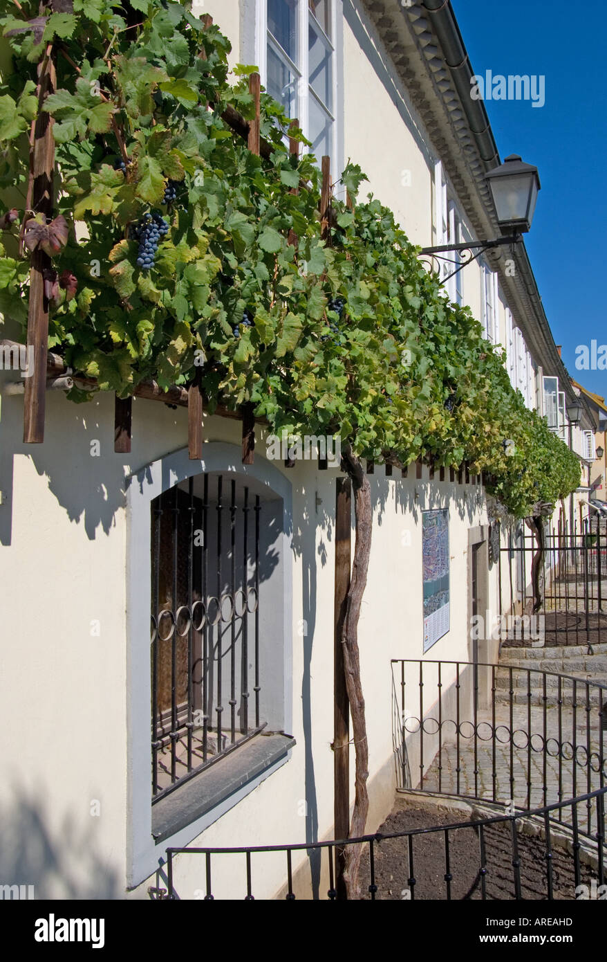 Stara trta grapevine hi-res stock photography and images - Alamy