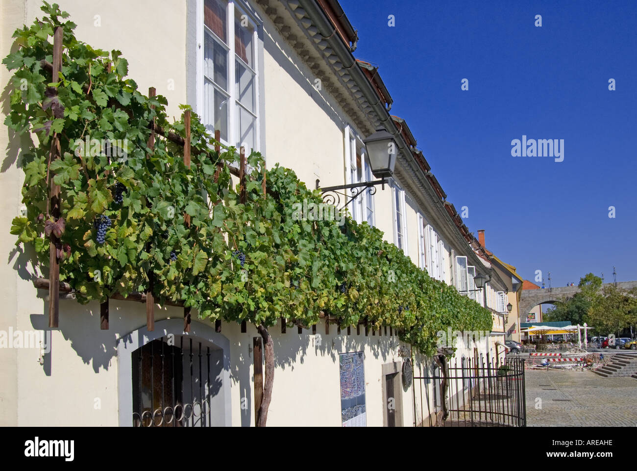 Maribor, Stajerska, Slovenia. Stara Trta, the Oldest grape vine in the ...
