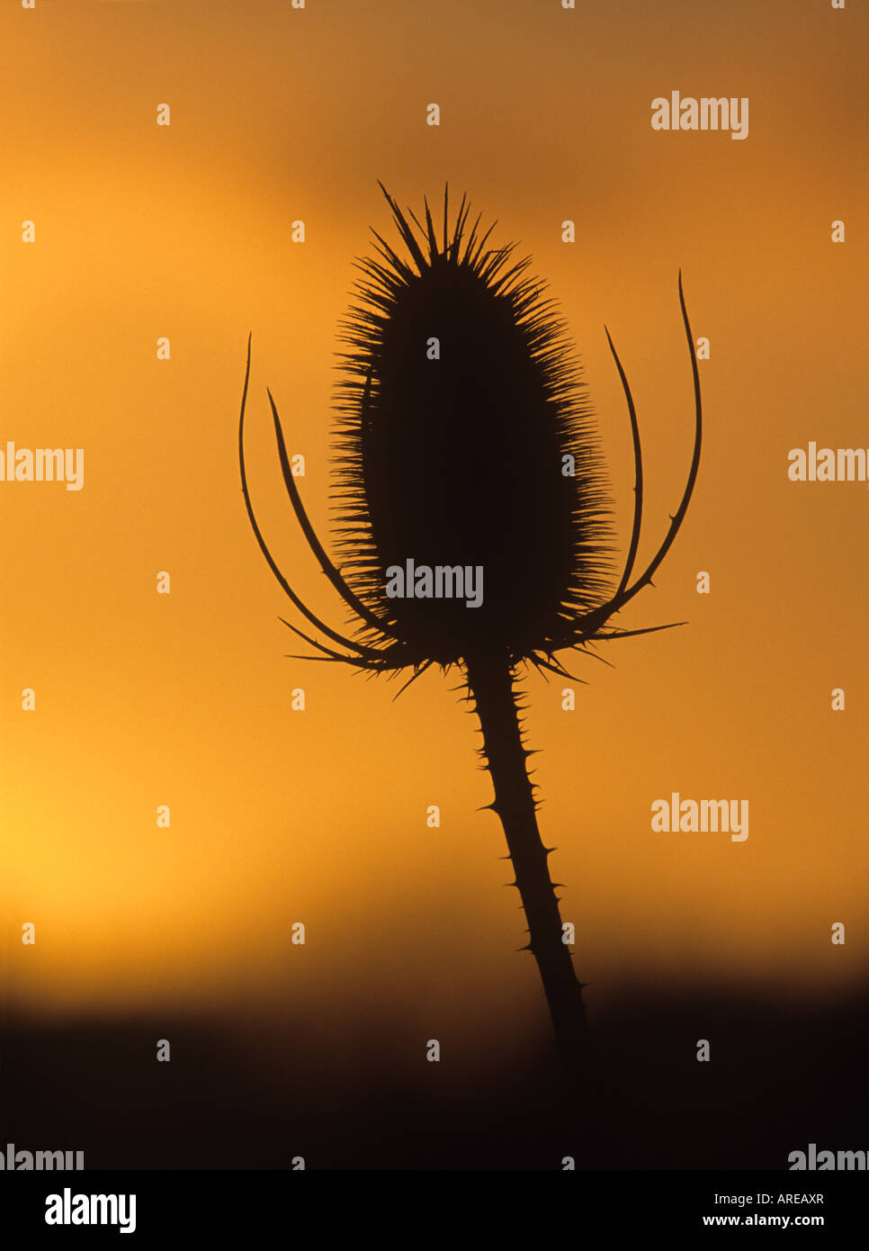 Spines silhouetted hi-res stock photography and images - Alamy