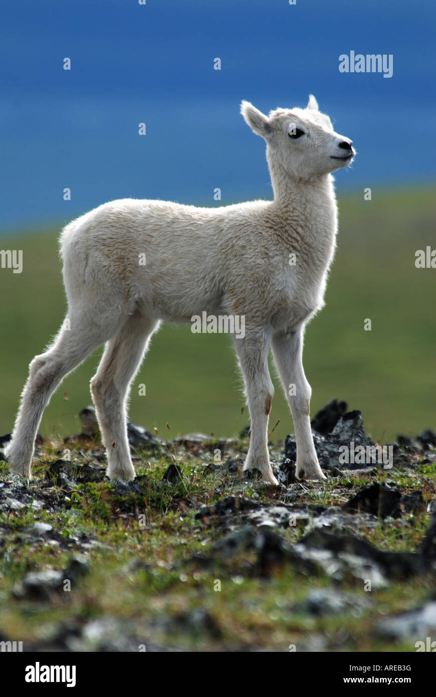Dall sheep lamb Ovis dalli Primrose ridge Denali National Park Alaska ...