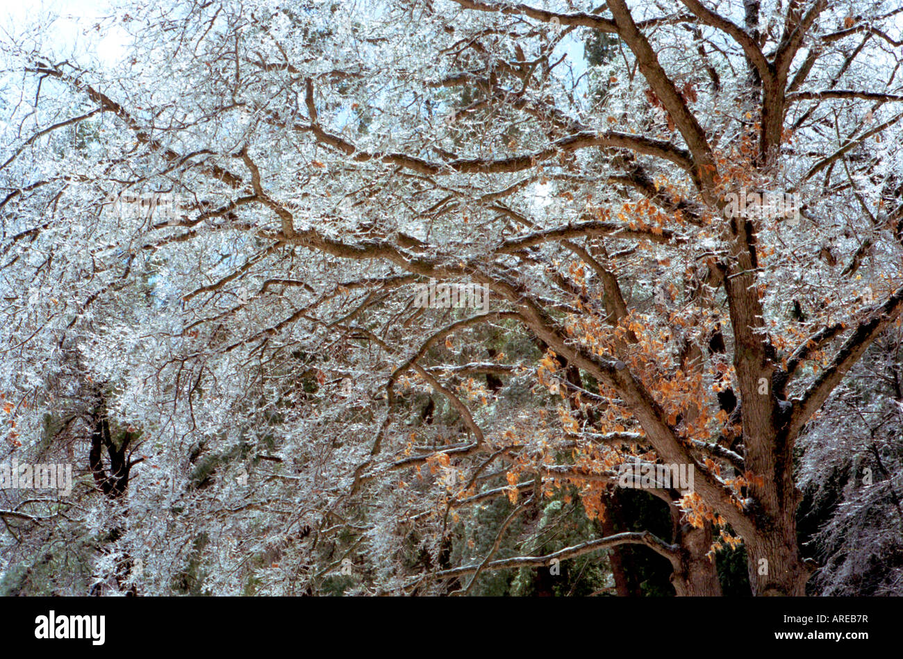 The backlit ice covered branches of a tree appear to glow after a ...