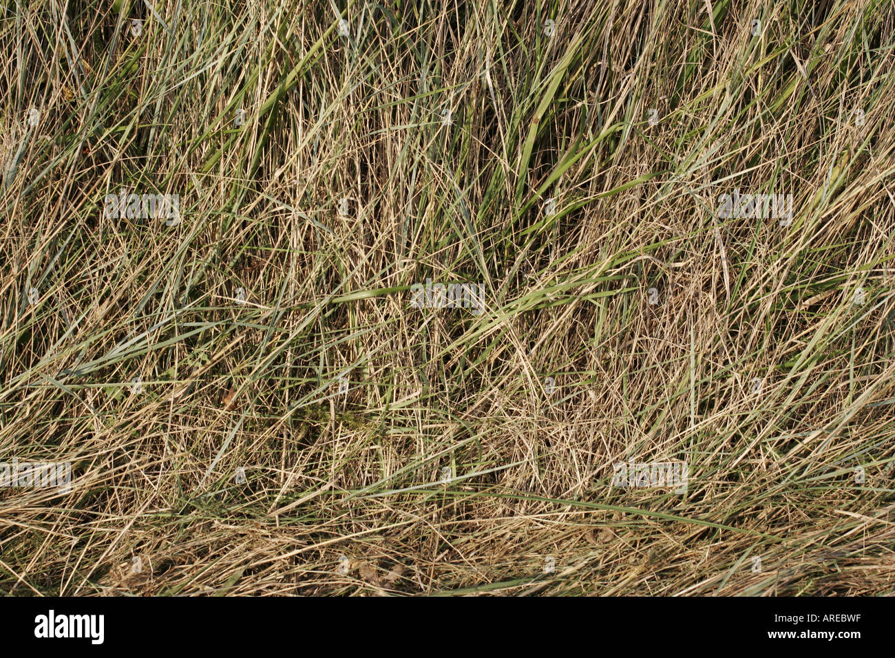 Grass texture pattern Stock Photo - Alamy