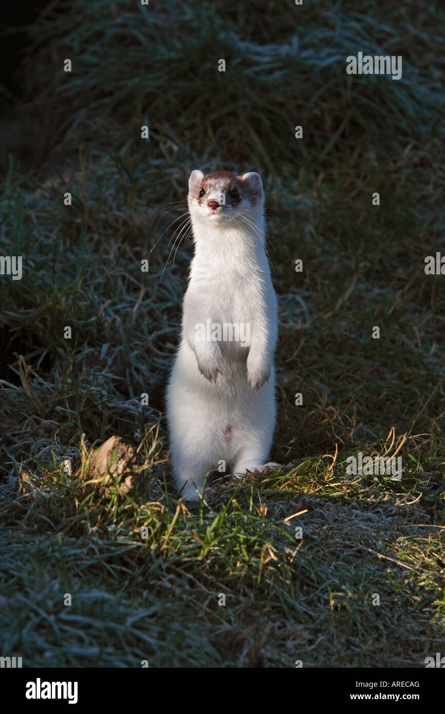 Stoat Mustela erminea in ermine sittig up on back legs the British ...