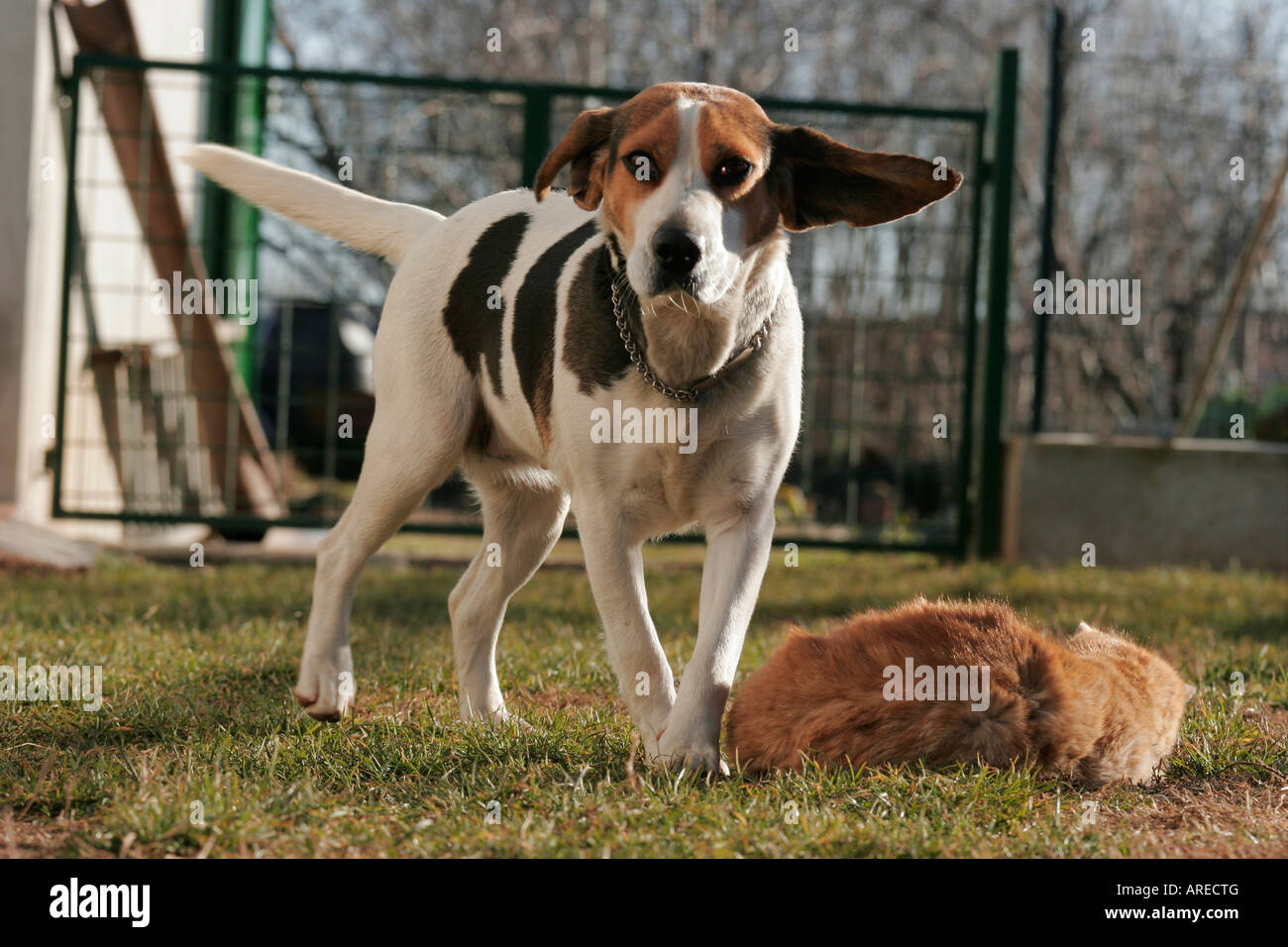 A beagle and a cat in a garden Stock Photo - Alamy