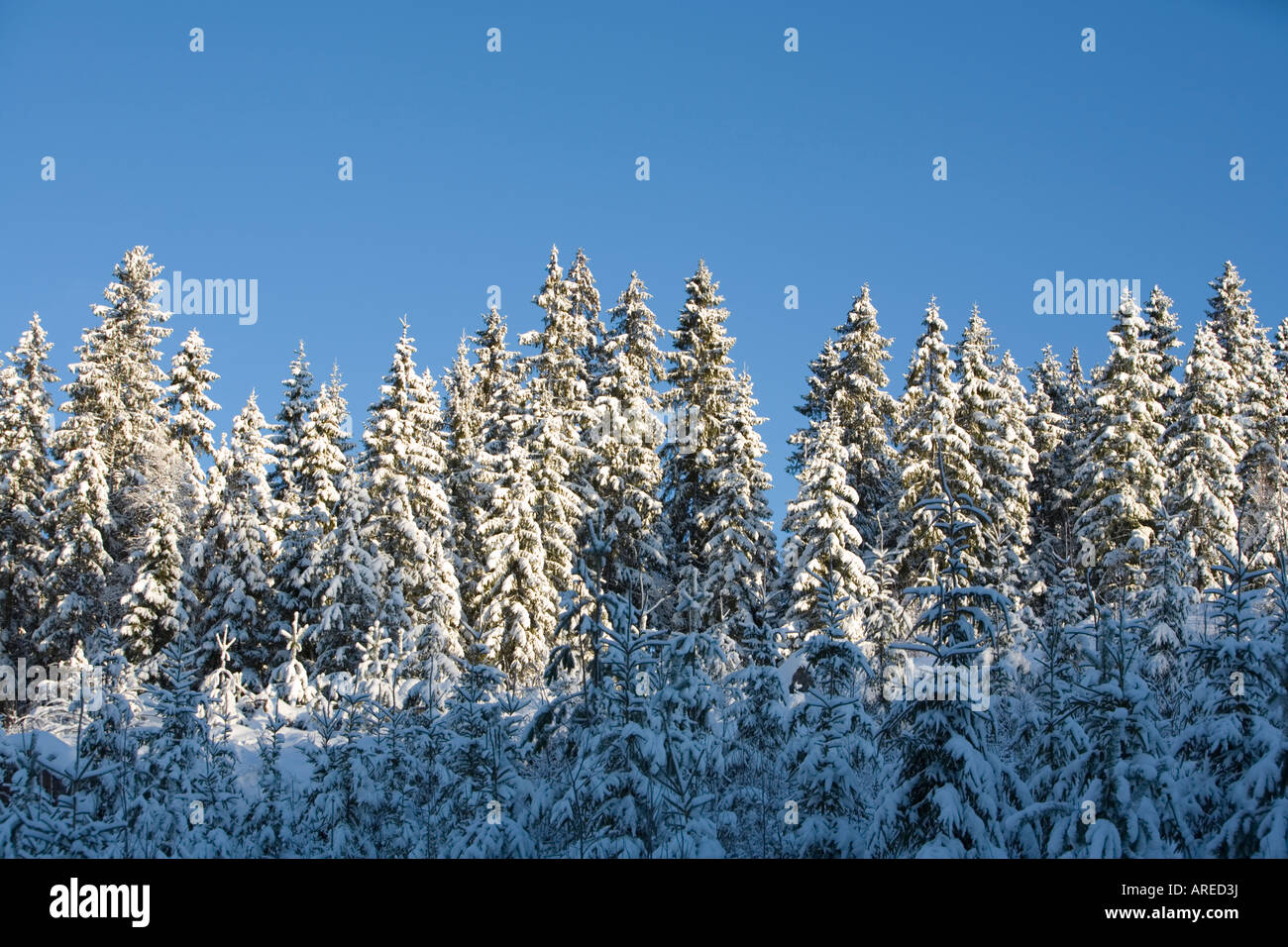 Finnish Spruce ( picea abies ) taiga forest at Winter , Finland Stock Photo - Alamy