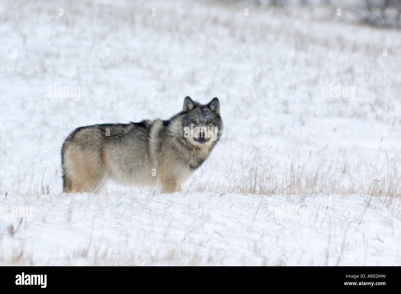 A wild Timber Wolf looking head on Stock Photo - Alamy