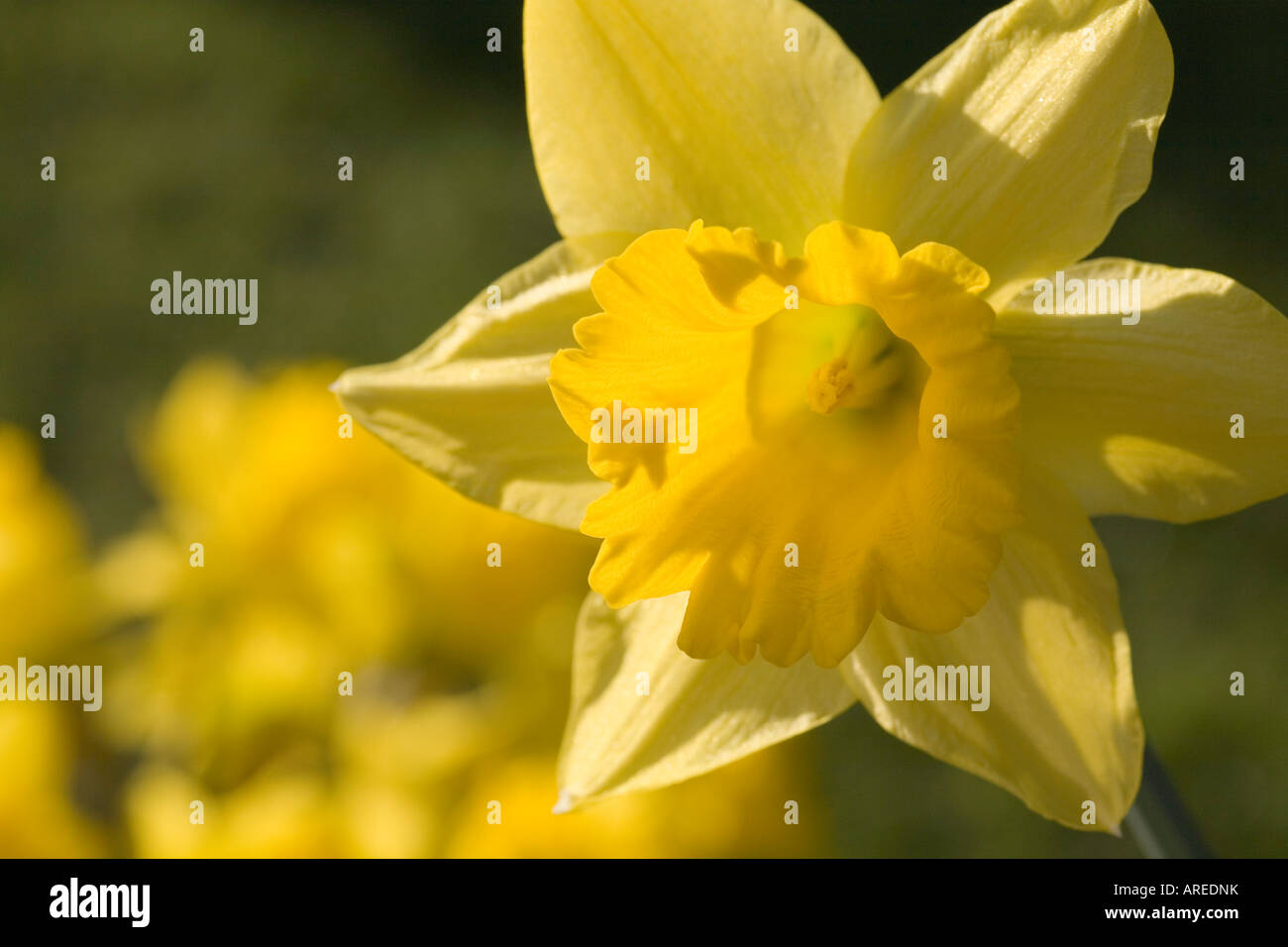 Spring at last Stock Photo - Alamy