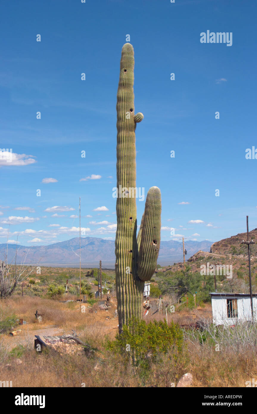 Cactus On Route 66 Roadside With Bullet Holes In Stock Photo - Alamy