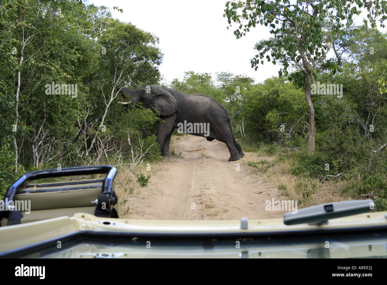 Elephant road block during a game drive Stock Photo - Alamy