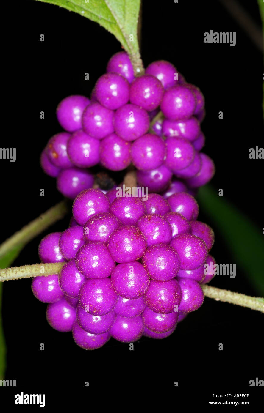 berry cluster of American Beautyberry, Callicarpa americana Stock Photo ...