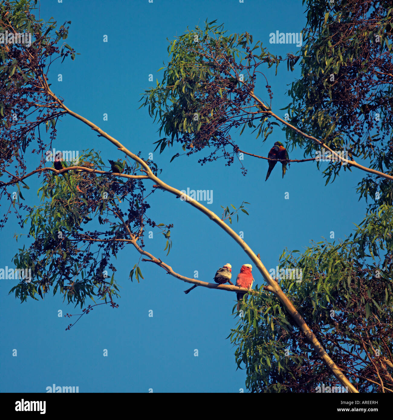 Pair of Galahs and some Rainbow Lorikeets in Gum Tree Australian Native ...