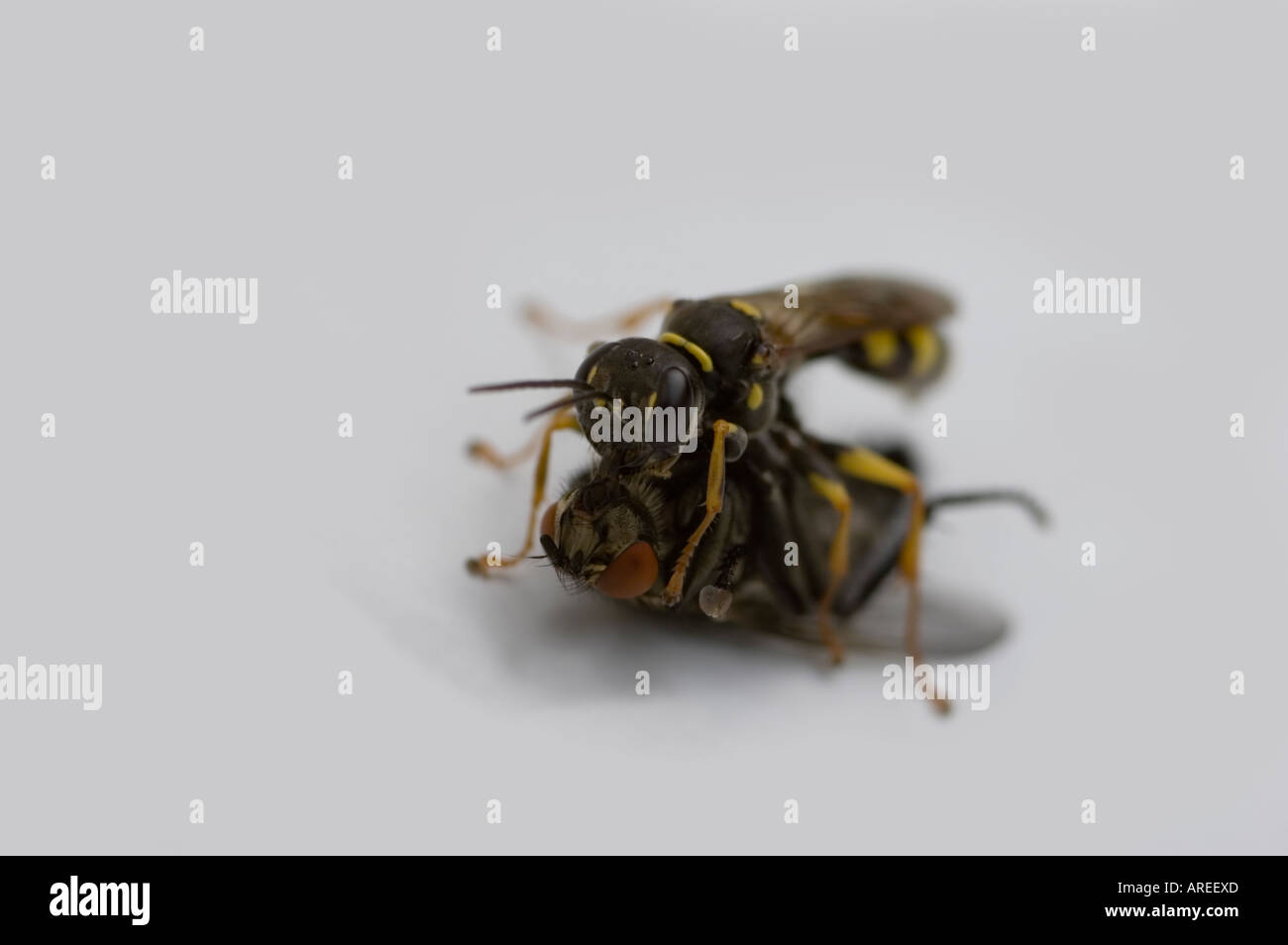 Digger wasp with prey Stock Photo - Alamy