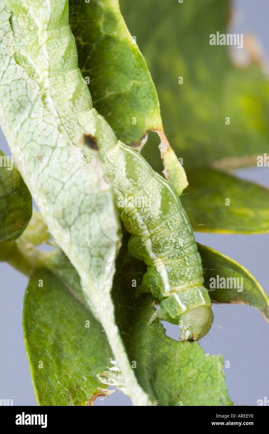Caterpillar phlogophora meticulosa hi-res stock photography and images ...