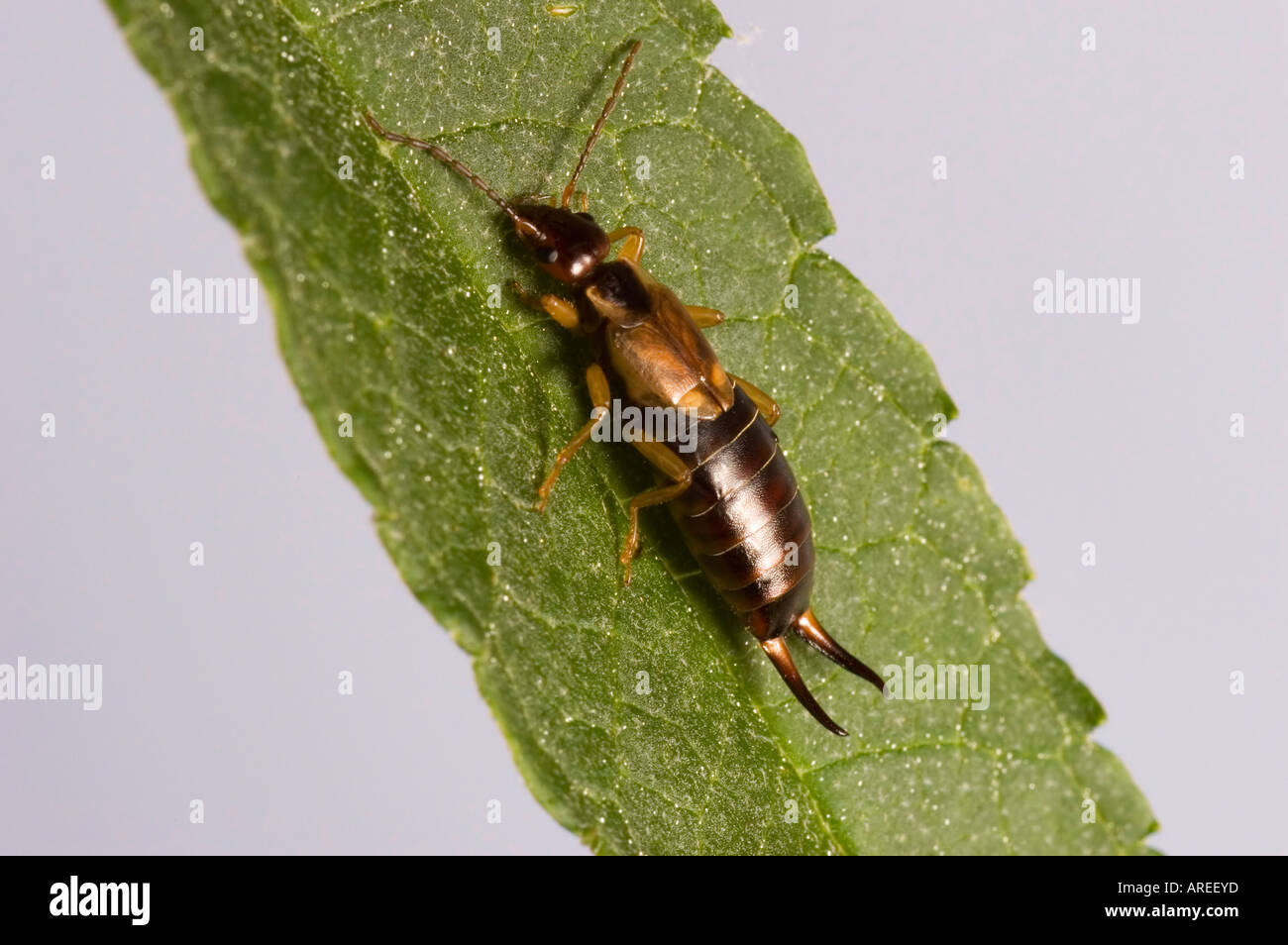 Common earwig Forficula auricularia Stock Photo - Alamy