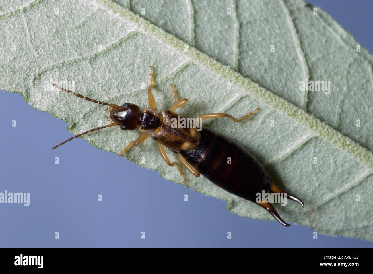 Common earwig Forficula auricularia Stock Photo - Alamy
