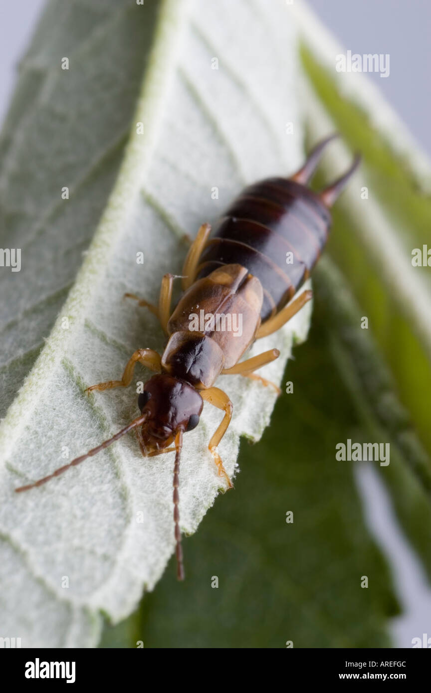 Common earwig Forficula auricularia Stock Photo - Alamy