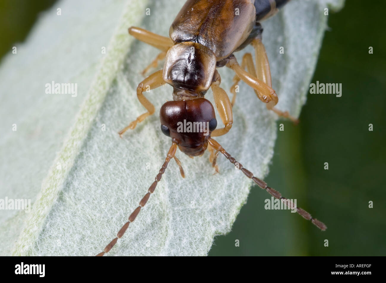Common earwig Forficula auricularia Stock Photo - Alamy