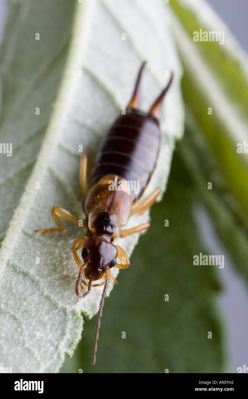 Common earwig Forficula auricularia Stock Photo - Alamy