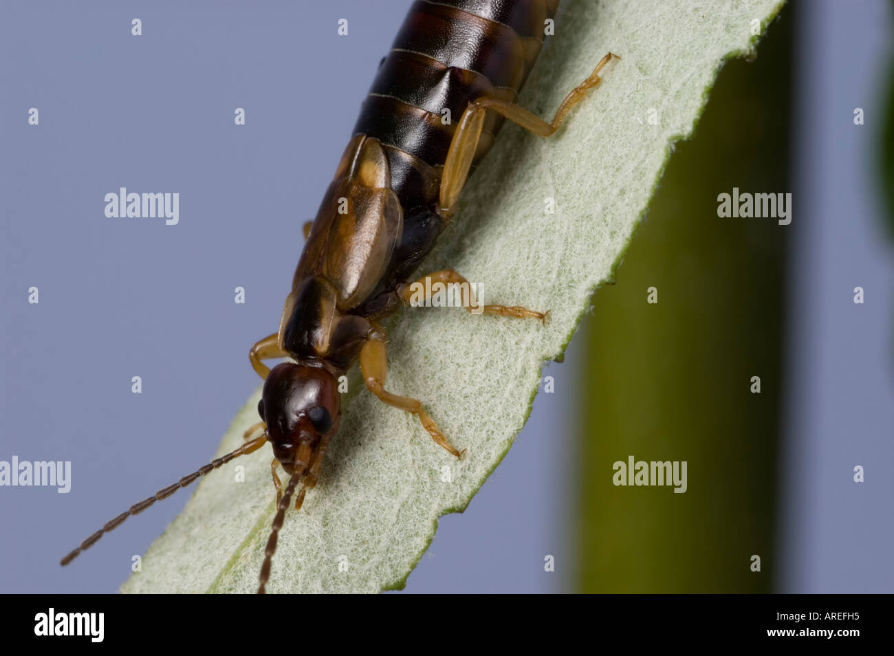 Common earwig Forficula auricularia Stock Photo - Alamy