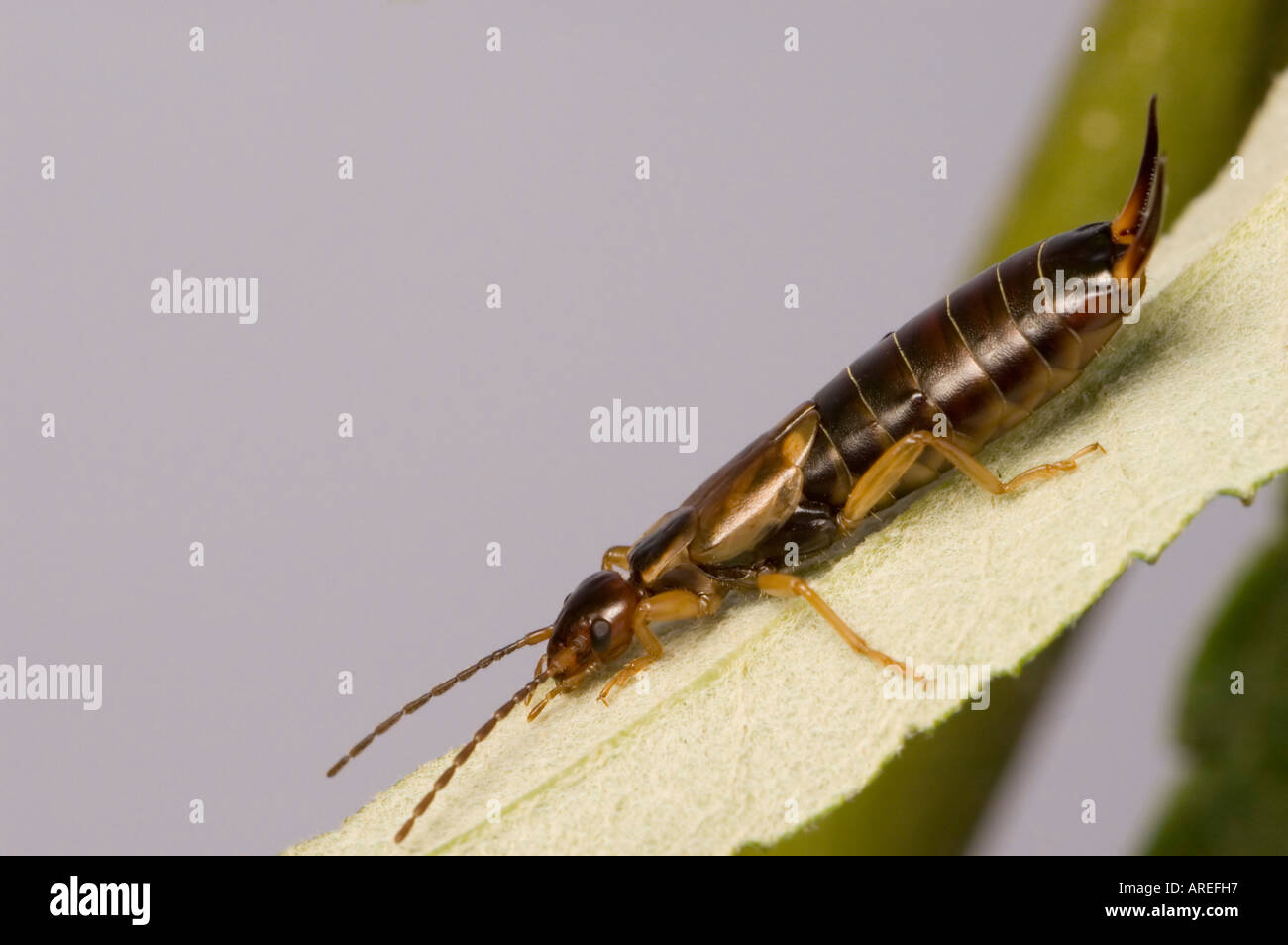 Common earwig Forficula auricularia Stock Photo - Alamy