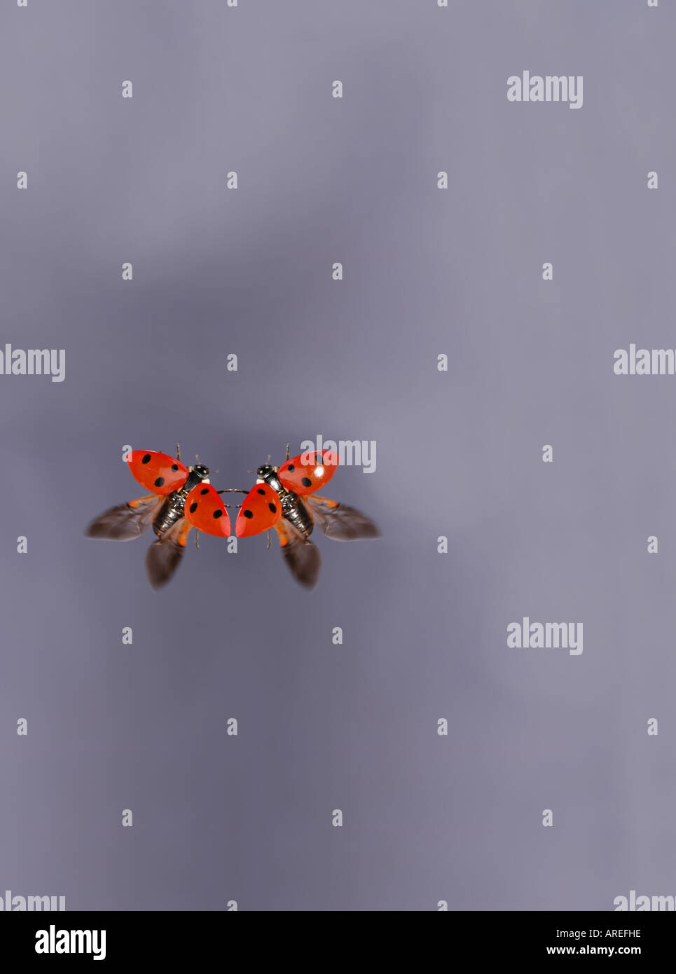 Ladybird flying uk hi-res stock photography and images - Alamy