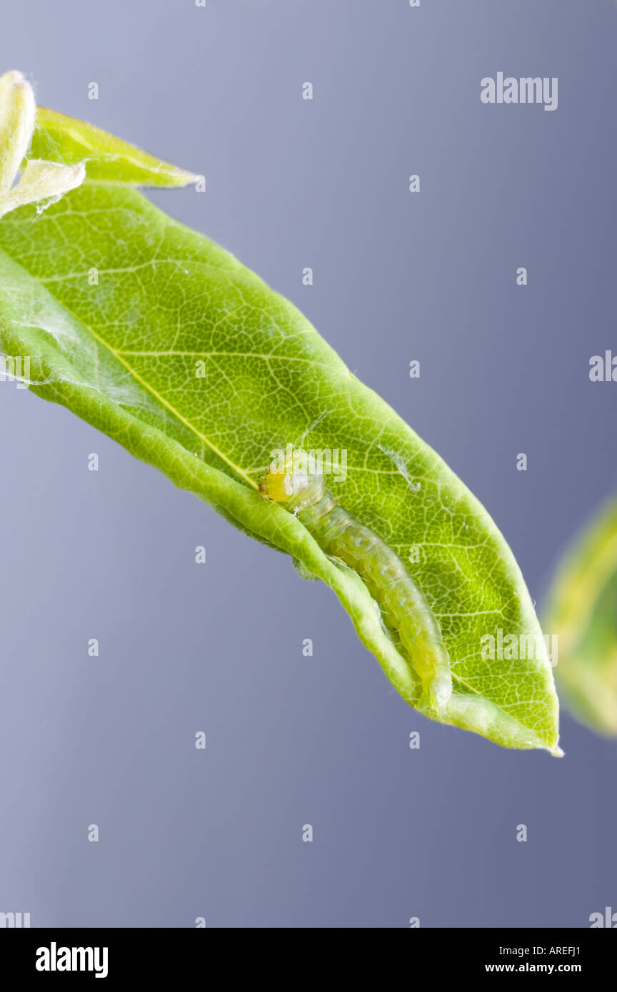 Light brown apple moth hi-res stock photography and images - Alamy