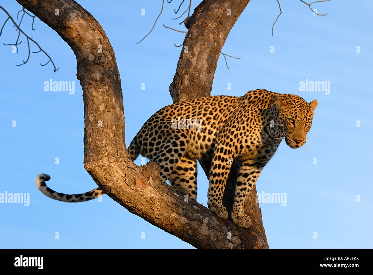 Male and female leopard hi-res stock photography and images - Alamy