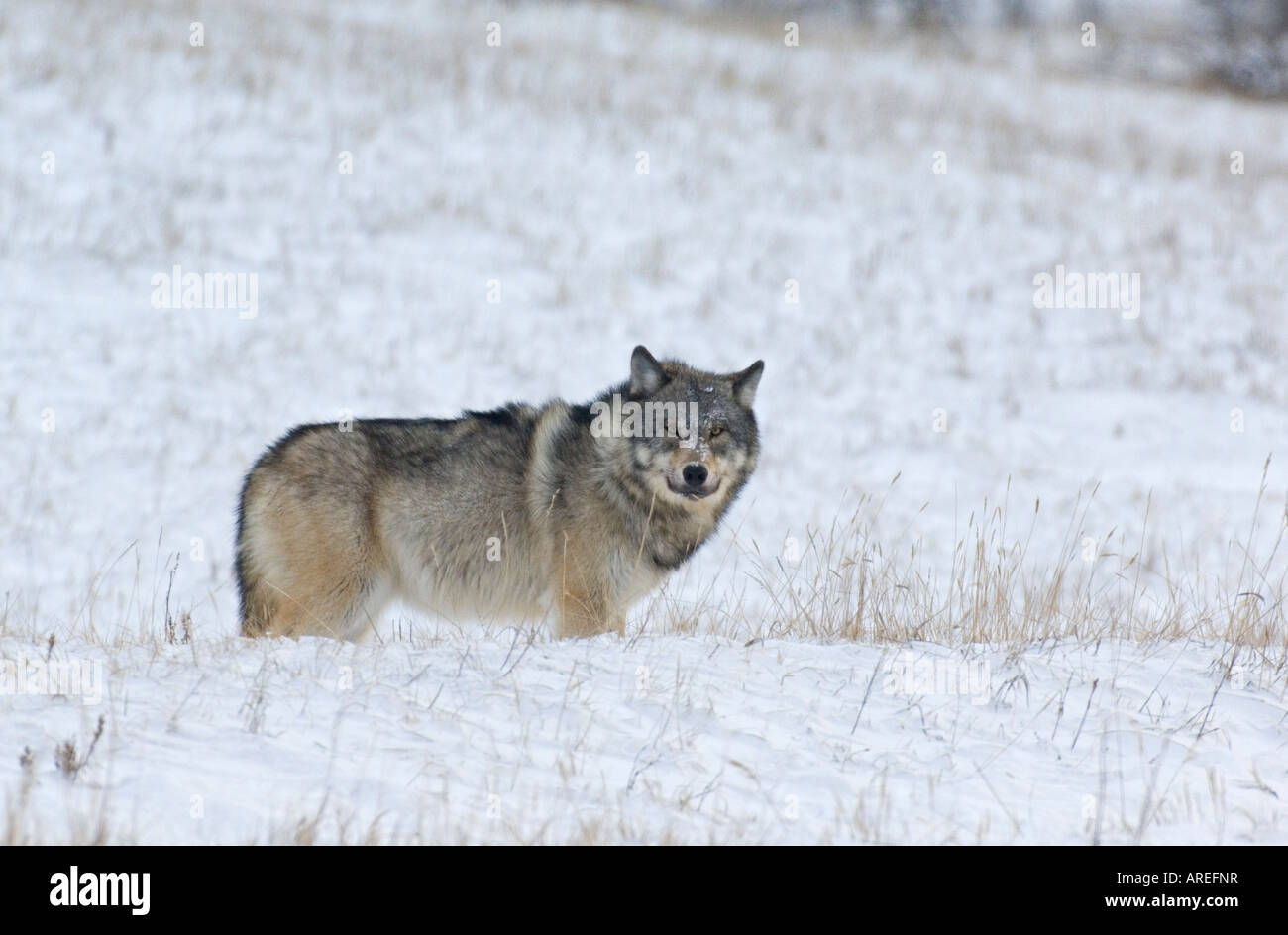 A wild timber wolf Stock Photo - Alamy