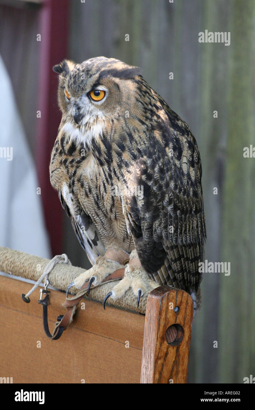 Chained bird hi-res stock photography and images - Alamy