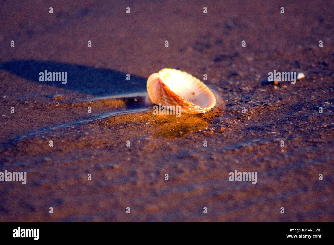 Clam shell beach hi-res stock photography and images - Alamy