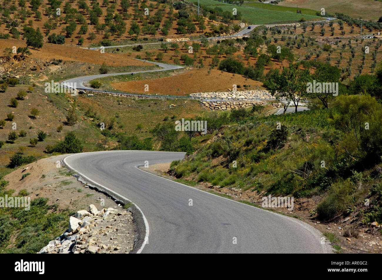 Spain Andalusia Road Crossing Fields Of Olives Trees Between Alora And ...