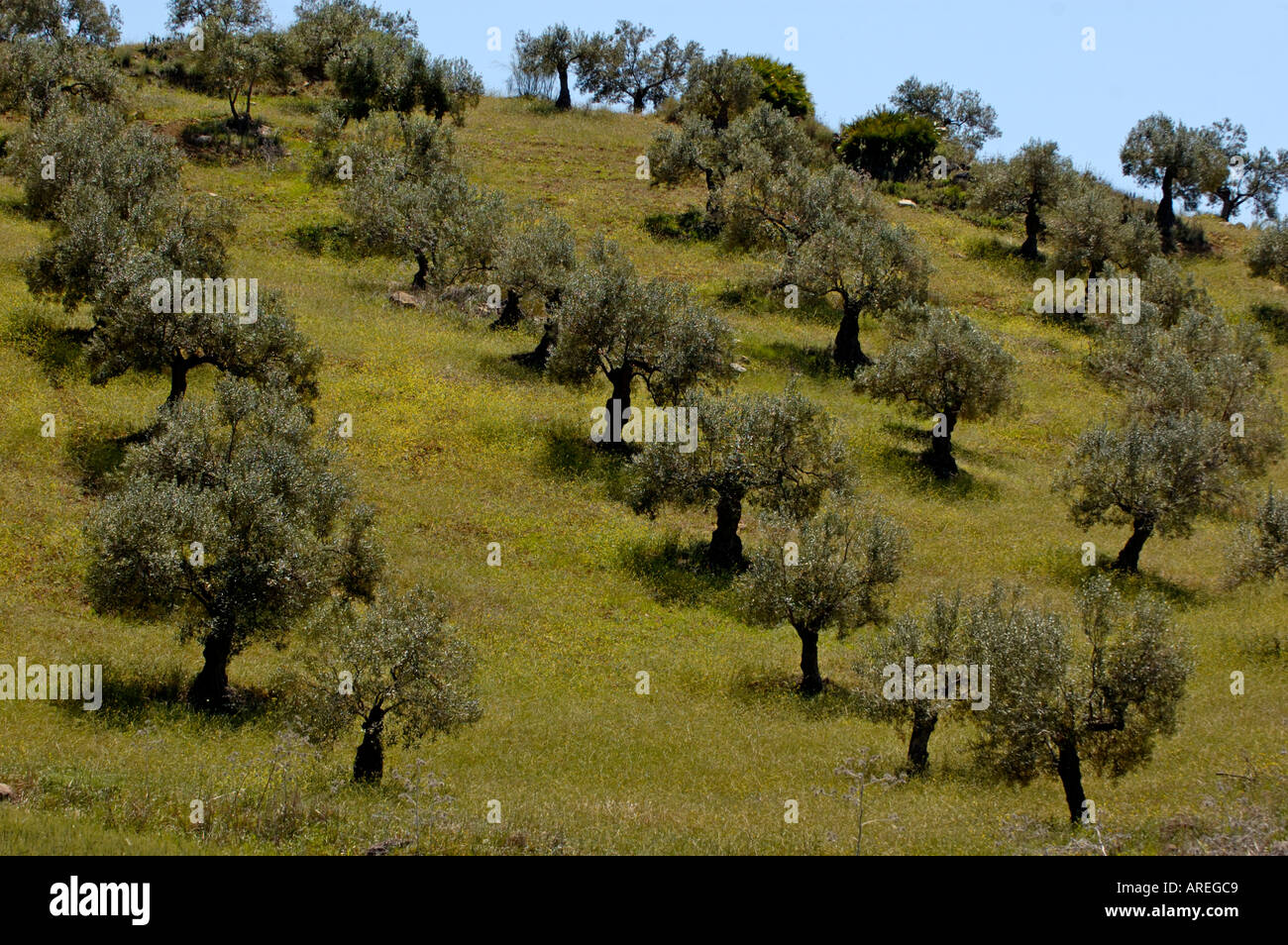 Fields of olive trees between the villages of Alora and Antequera in ...