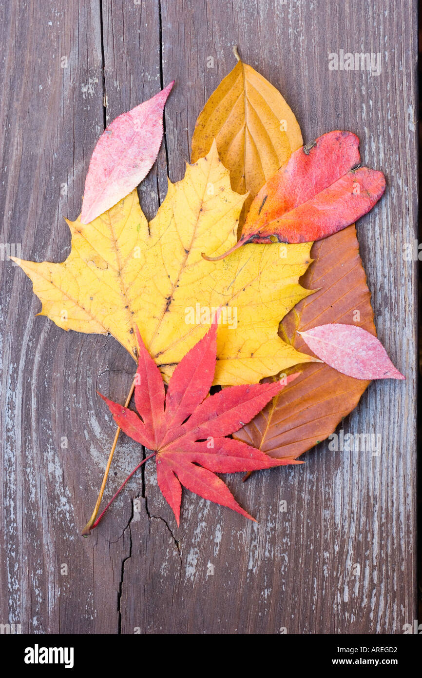 Still life arrangement of Autumn leaves Stock Photo - Alamy