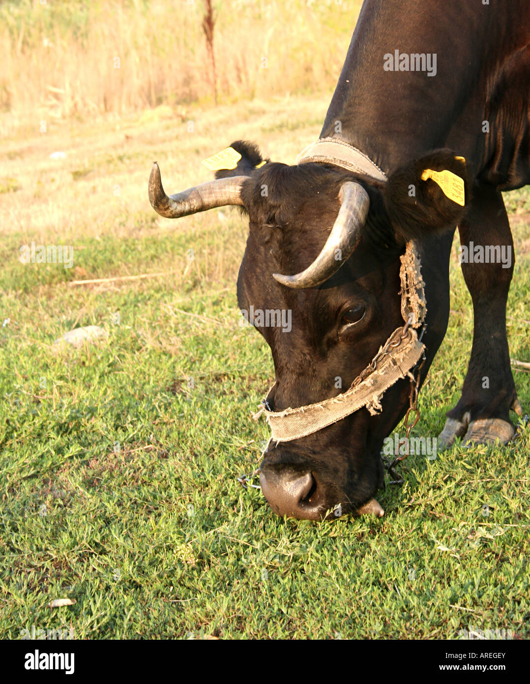 Browse grasses hi-res stock photography and images - Alamy