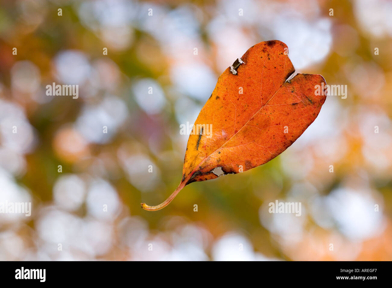 Blowing Autumn leaf Stock Photo - Alamy