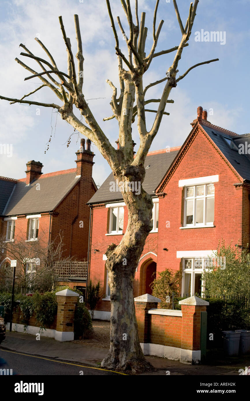 Well pruned plane tree in front of private house Stock Photo - Alamy