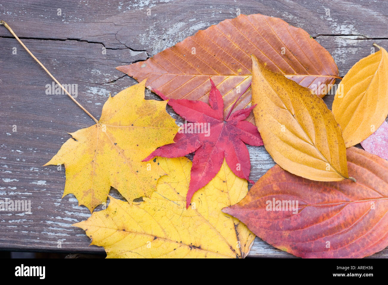 Still life Autumn leaves Stock Photo - Alamy