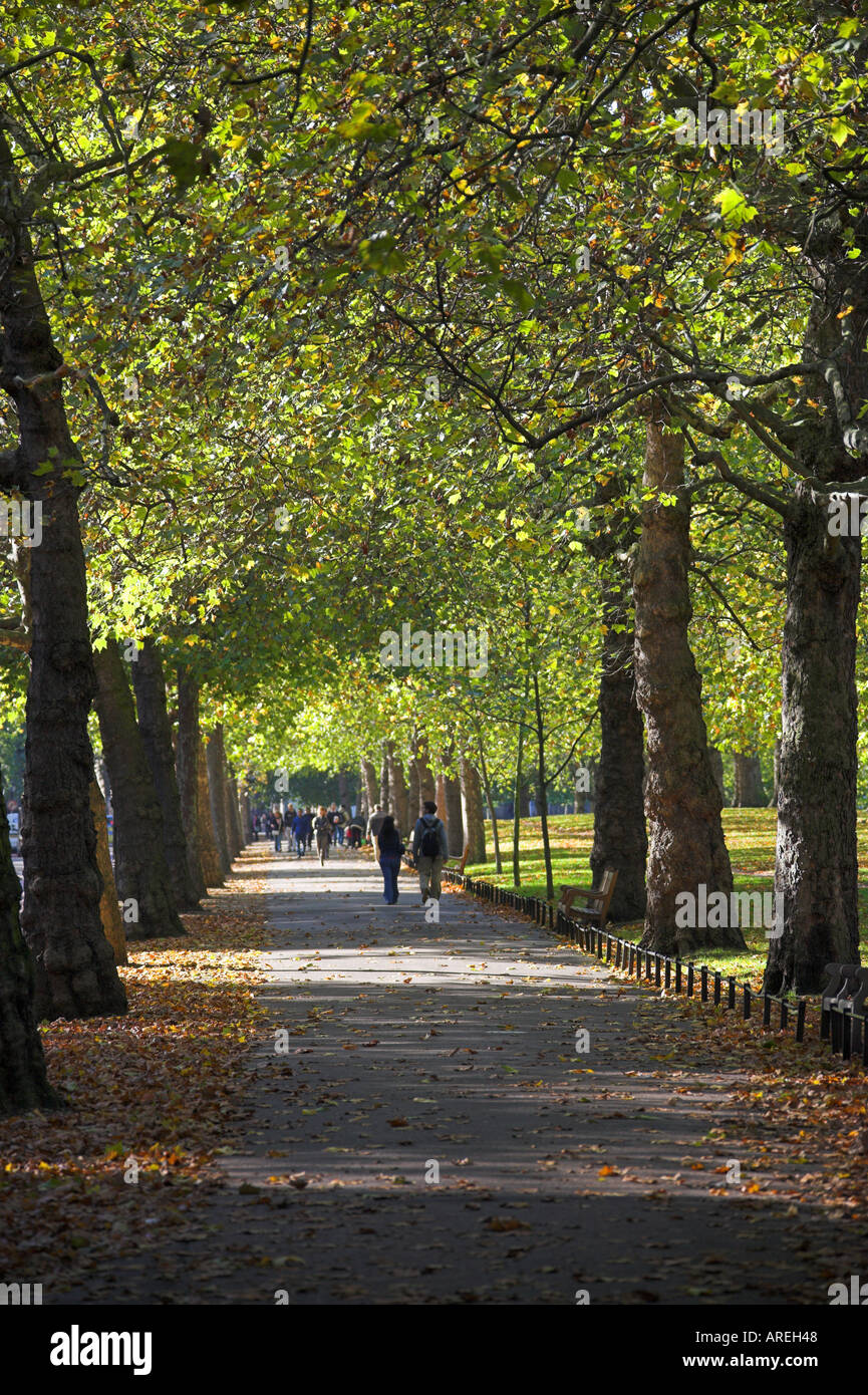 Tree Lined Avenue, St James's Park, London Stock Photo - Alamy