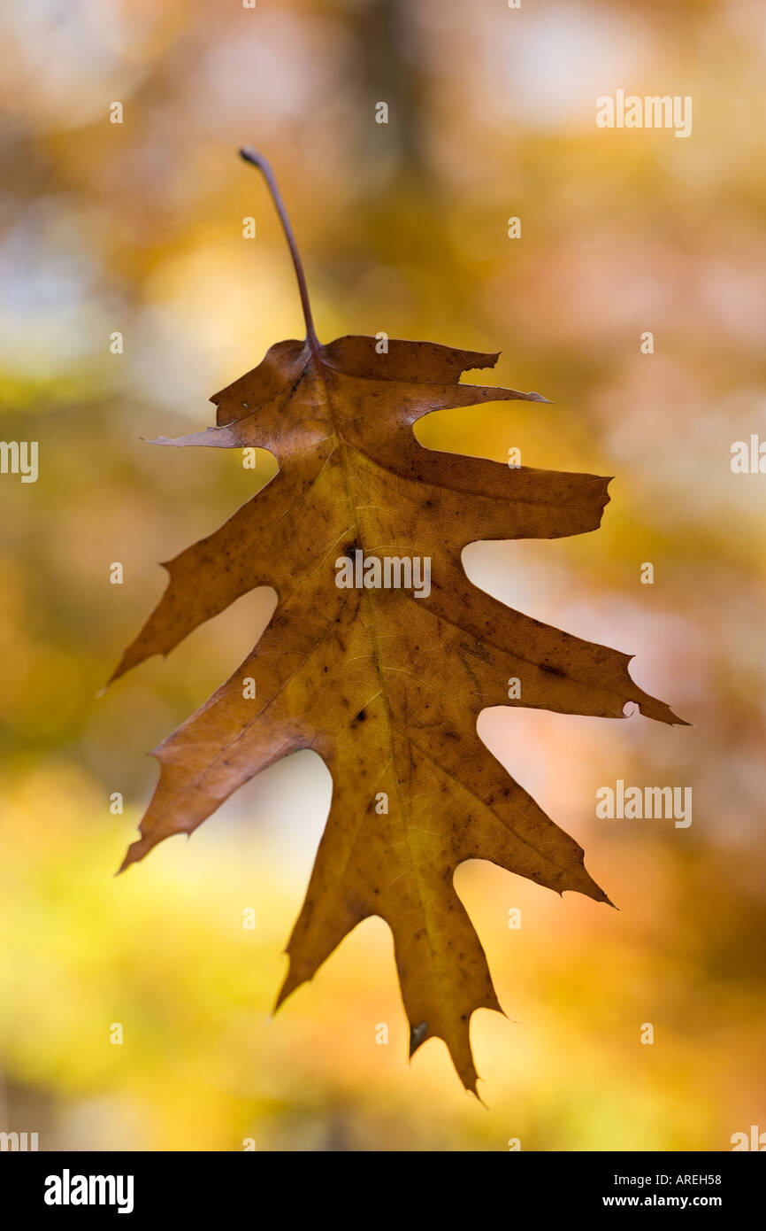 Autumn leaf falling Stock Photo - Alamy
