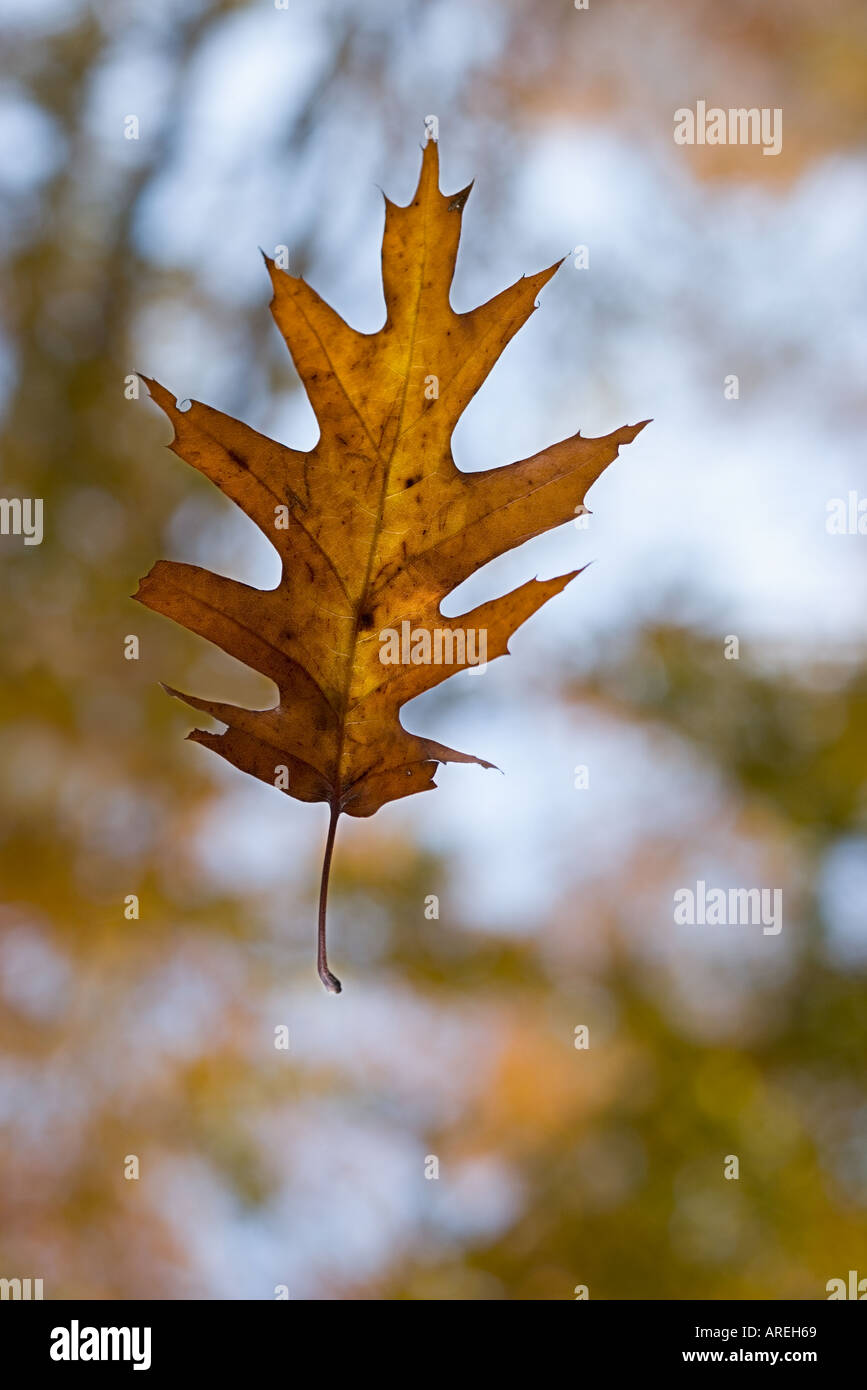 Sole oak tree hi-res stock photography and images - Alamy