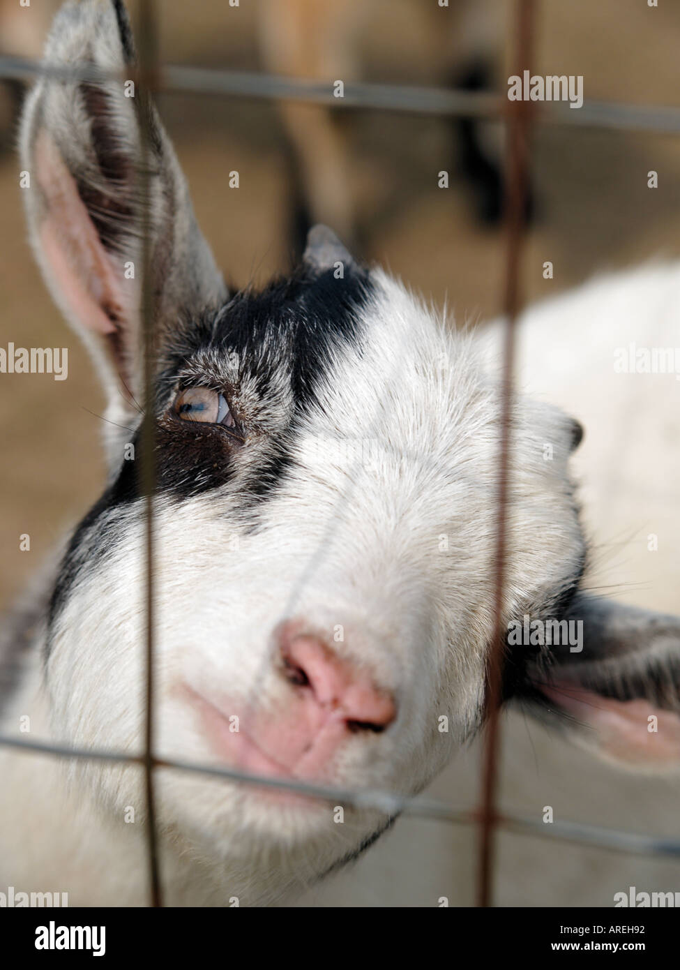 A cute baby goat hams it up for the camera Stock Photo - Alamy