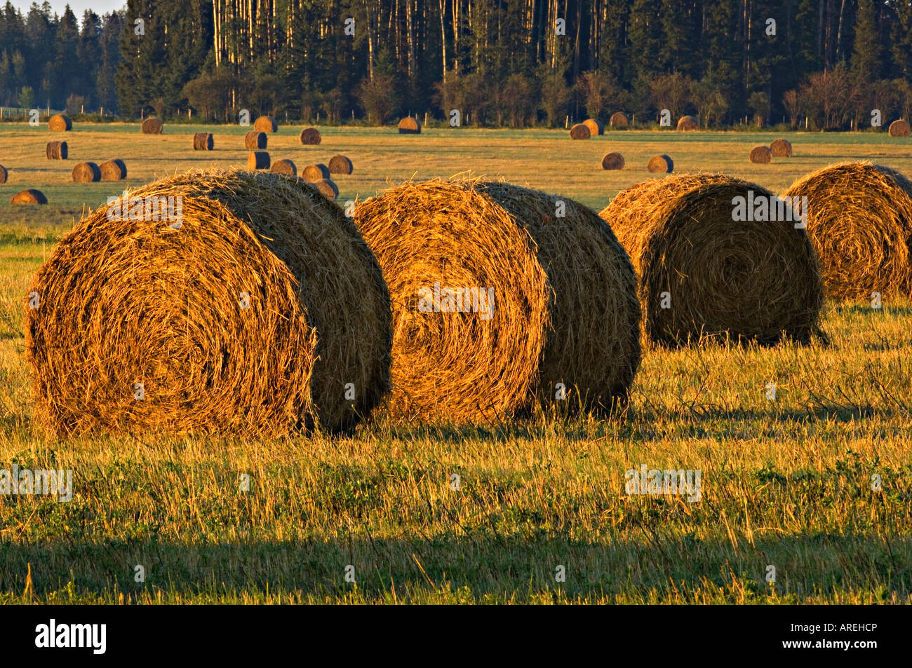 Robert bales hi-res stock photography and images - Alamy