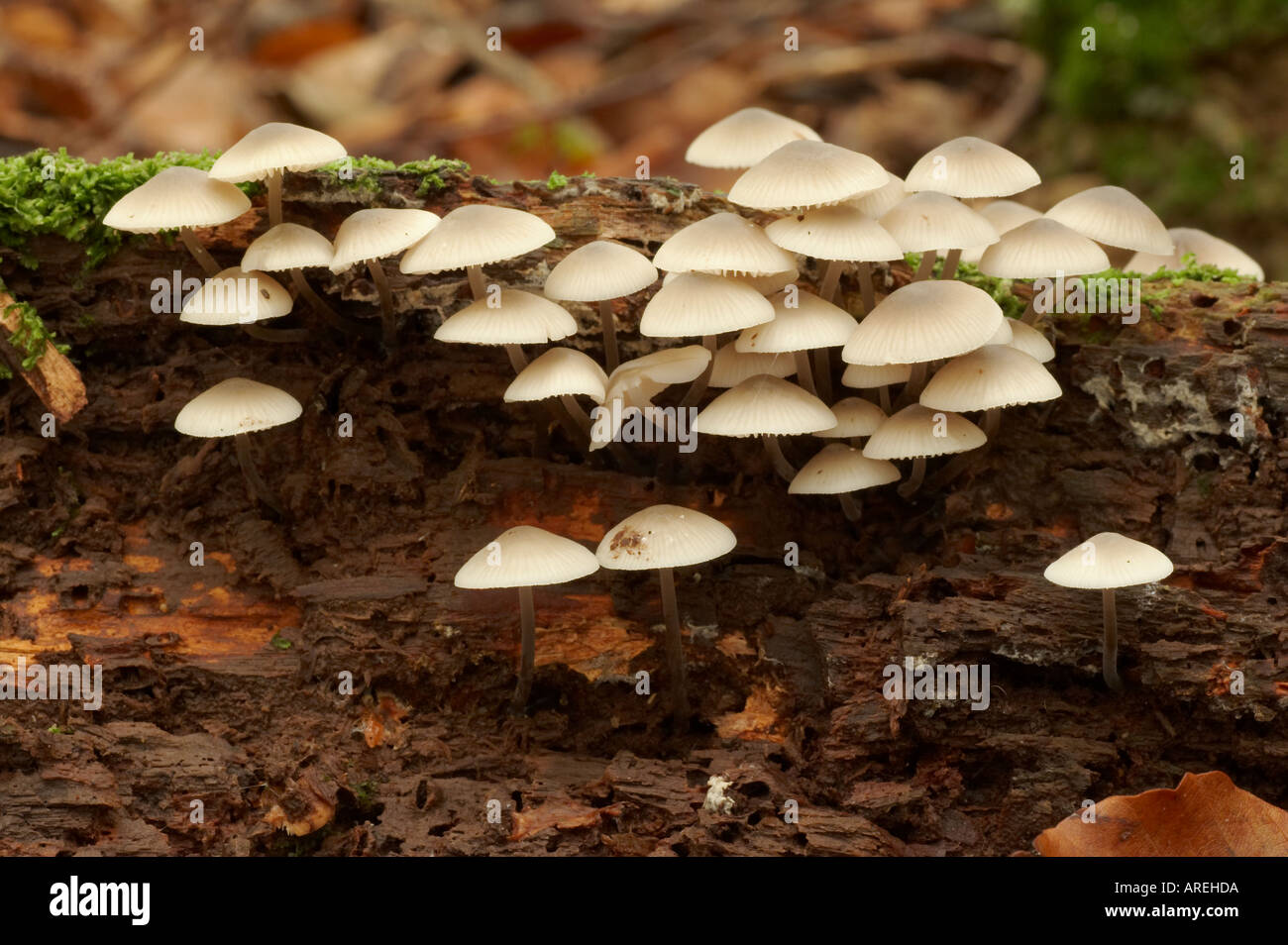 Angels Bonnet High Resolution Stock Photography and Images - Alamy